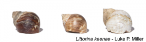 The littorine snail in that kid’s knee – lukemiller.org