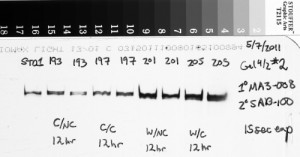 lukemiller.org» Blog Archive » The dangers of overexposing western blots
